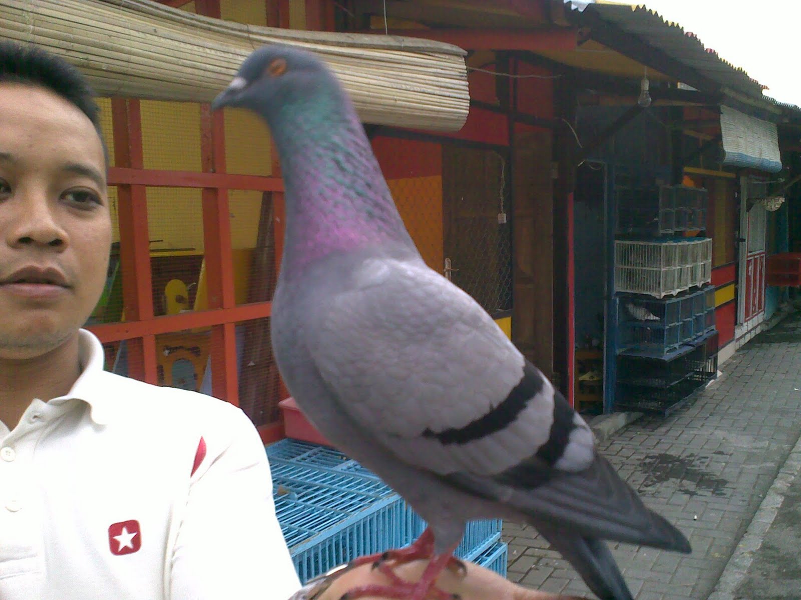 Gambar Foto Hewan: gambar merpati tinggian juara