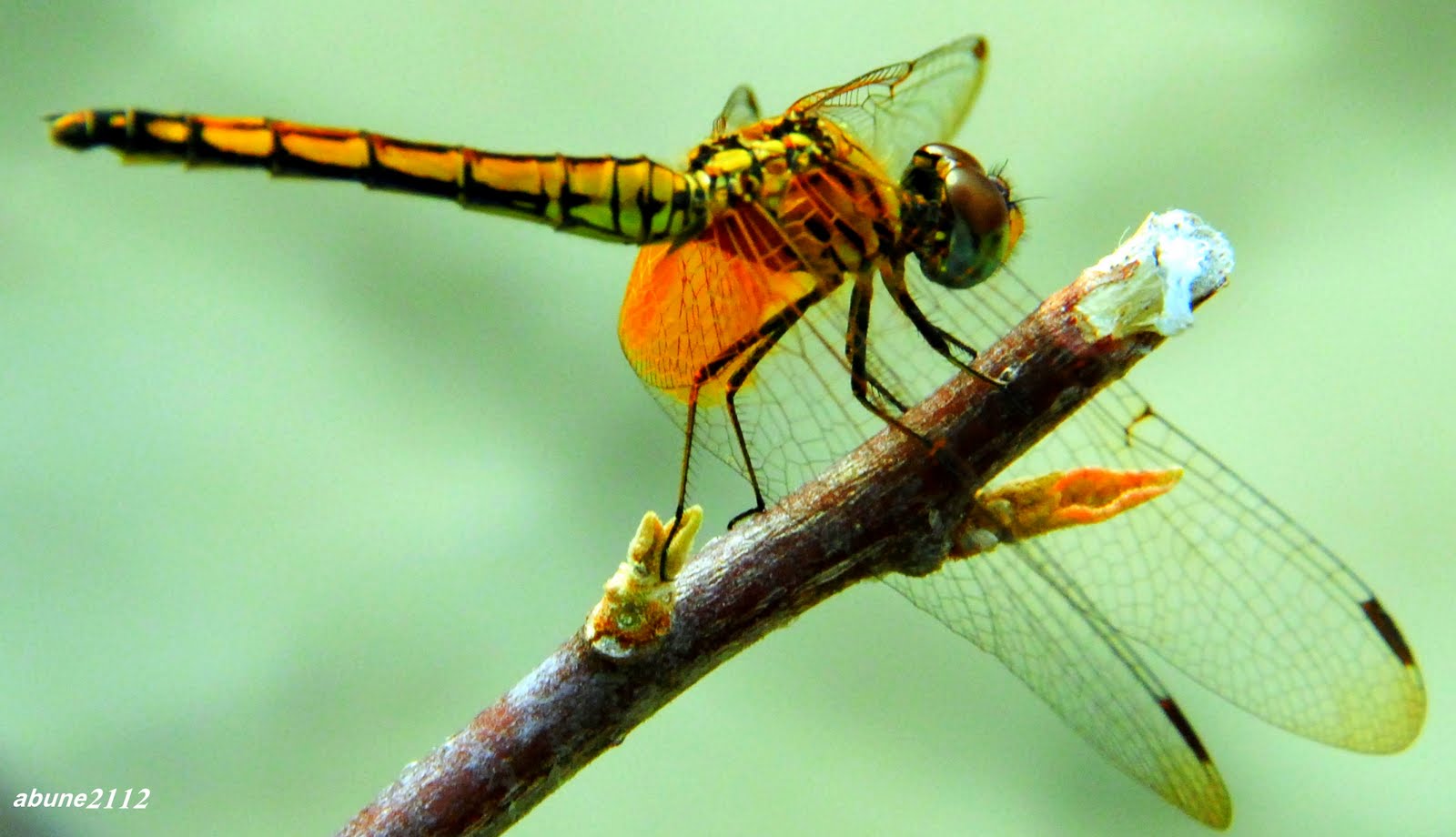 abune2112's Foto-Blog: pepatung oren....