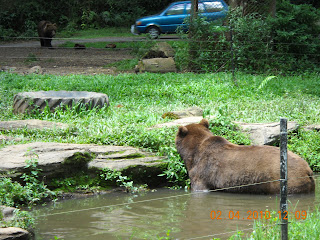 Good Morning Java: Lions and Tigers and Bears, Oh My!