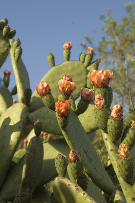 FOTOGRAFIANDO: Higos "Chungos"