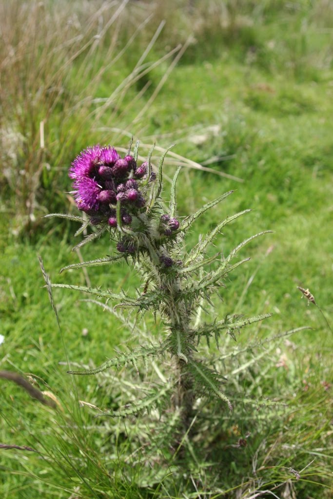 Islay Natural History Trust: Marsh Thistle (Cirsium Palustre)