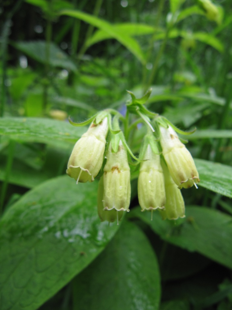 Islay Natural History Trust: Tuberous Comfrey (Symphytum tuberosum)
