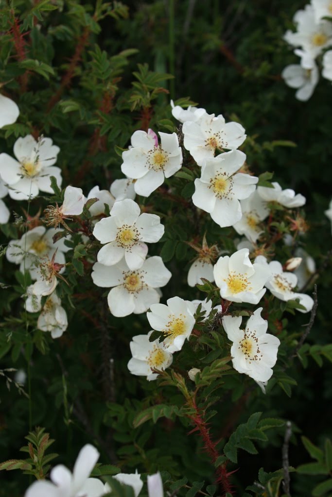 Islay Natural History Trust: Burnet Rose (Rosa pimpinellifolia)