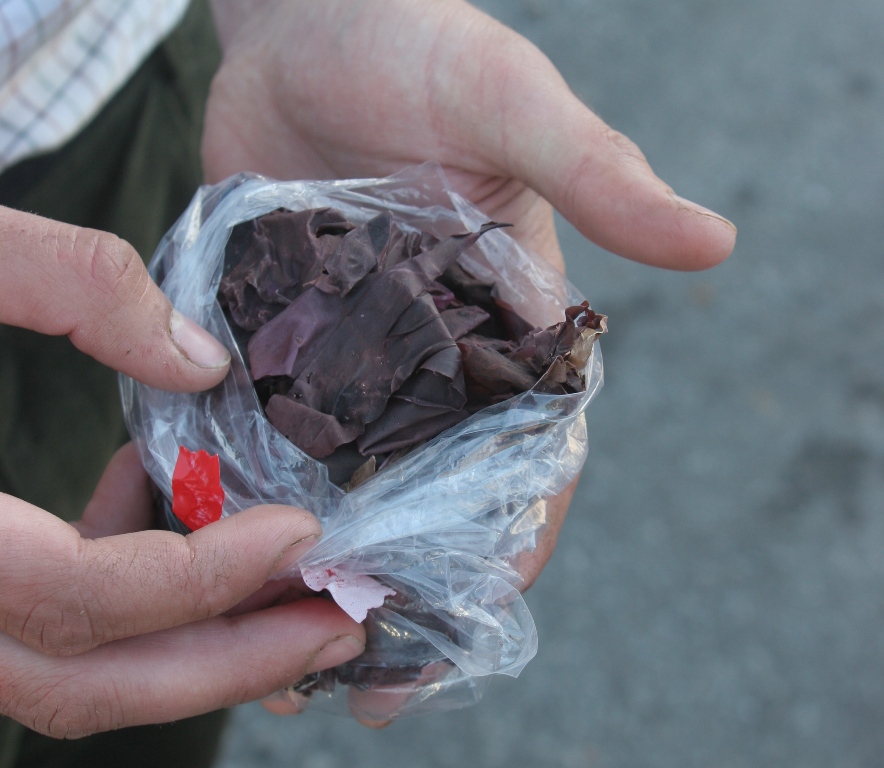 Islay Natural History Trust: Dulse (Palmaria palmata) - From ...