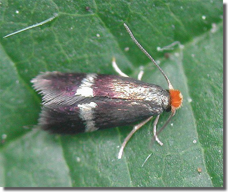 Islay Natural History Trust: Danny Arnold on Leaf-mining Micro moths