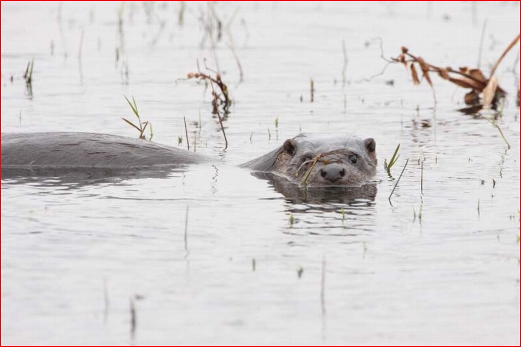 Islay Natural History Trust: James Deane wins INHT Wildlife Photography ...