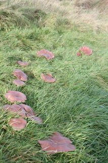 Islay Natural History Trust: Lepista personata - The field Blewit