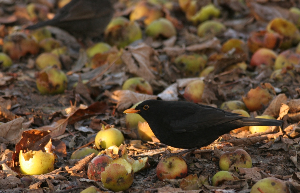 Islay Natural History Trust: Blackbird (Turdus merula) feeding on ...