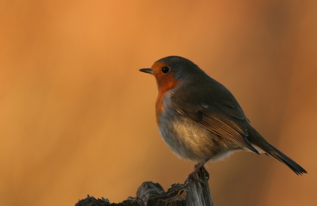 Islay Natural History Trust: Robin (Erithacus rubecula)