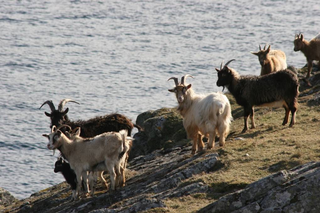 Islay Natural History Trust: Goats
