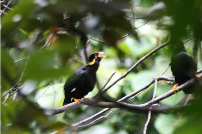 Enggano Myna (Inggris)