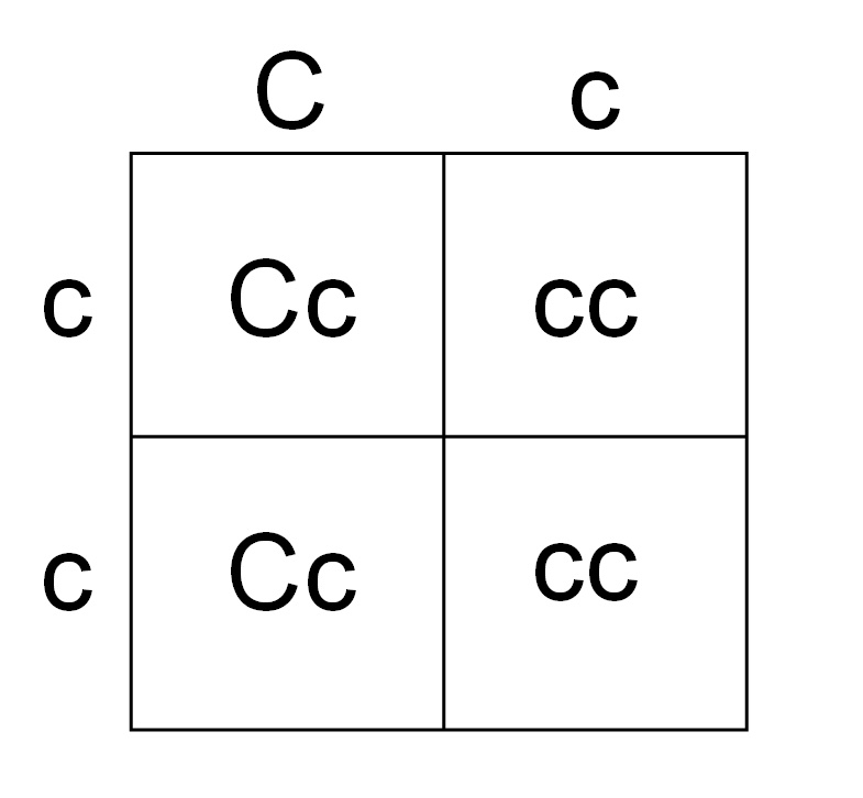 boiled pizza: bp's science: genetics with Punnett Squares (v.1)