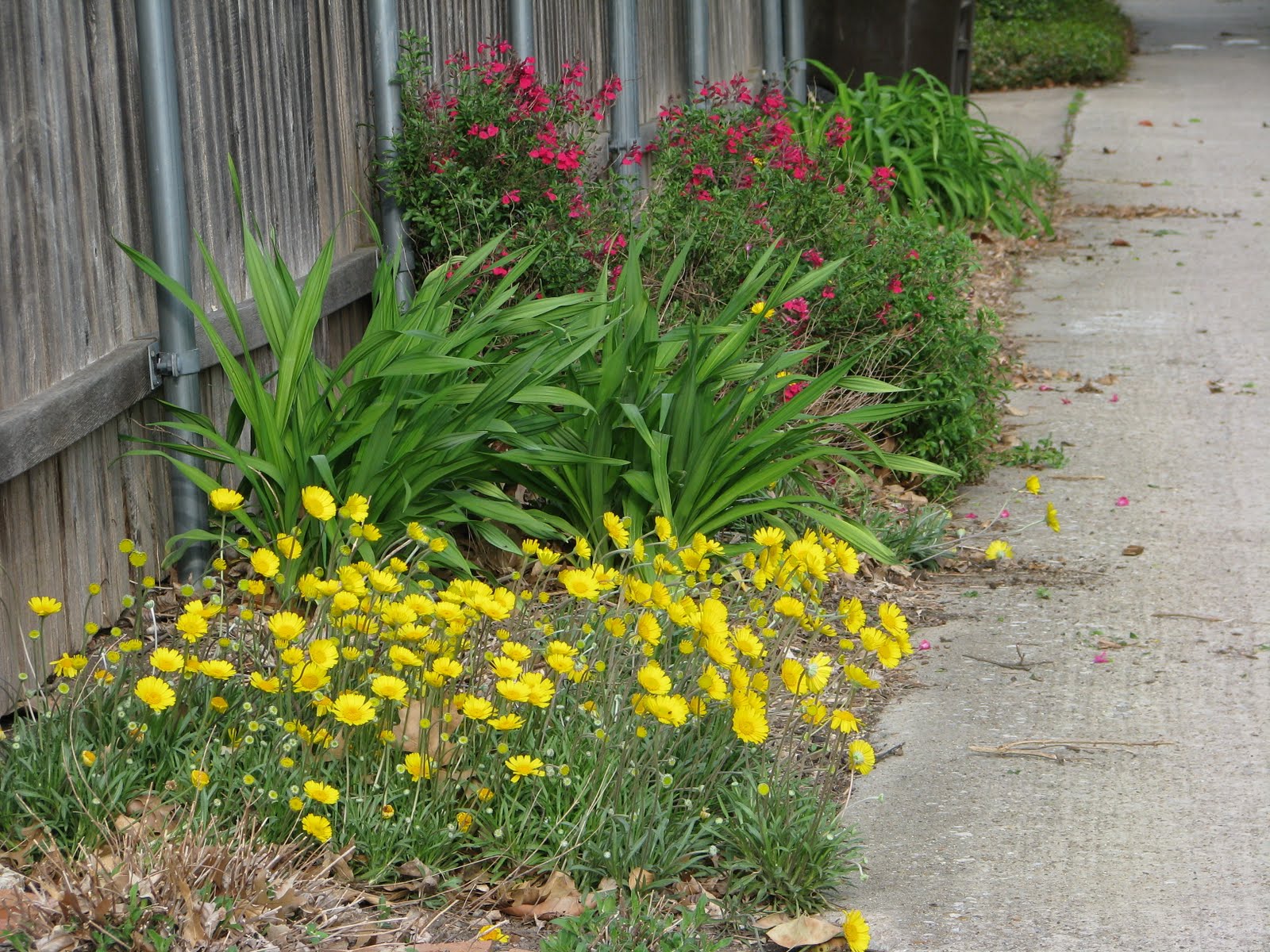 Plano Prairie Garden: Alley Plants
