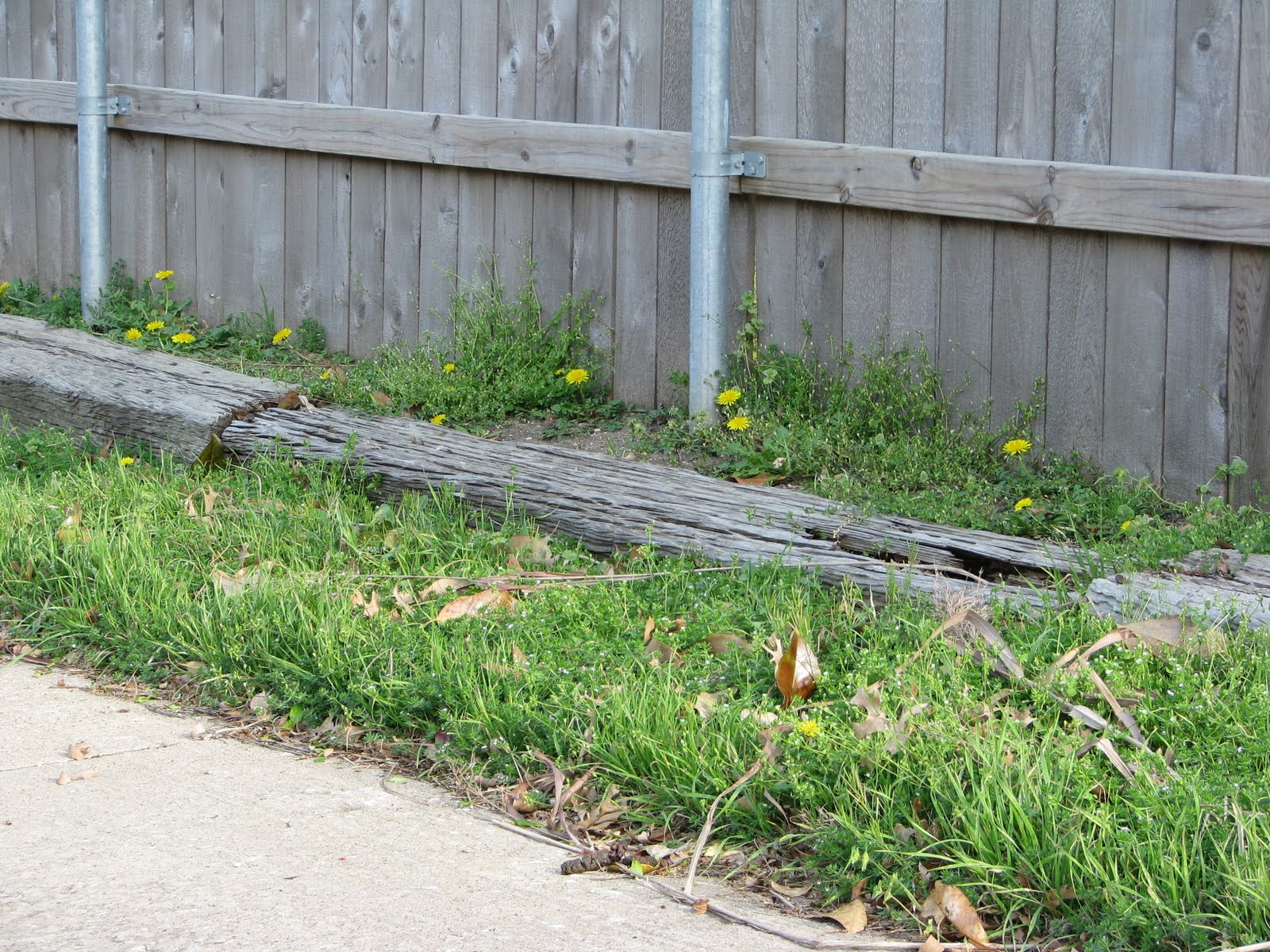 Plano Prairie Garden: Alley Plants