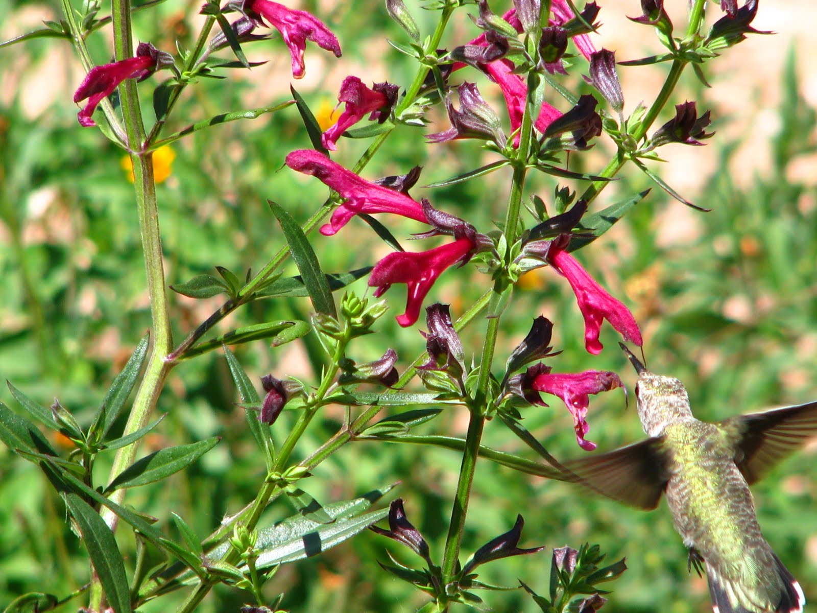 Plano Prairie Garden: Prairie Plant Profile #1 - Big Red Sage