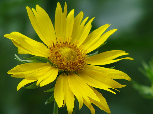 Plano Prairie Garden: Prairie Fireworks