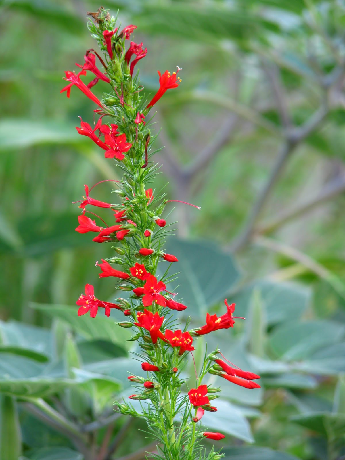 Plano Prairie Garden: Prairie Fireworks