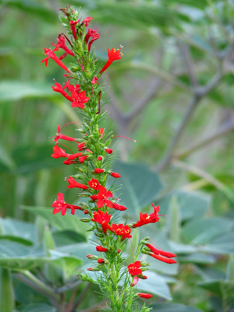 Plano Prairie Garden: Prairie Fireworks