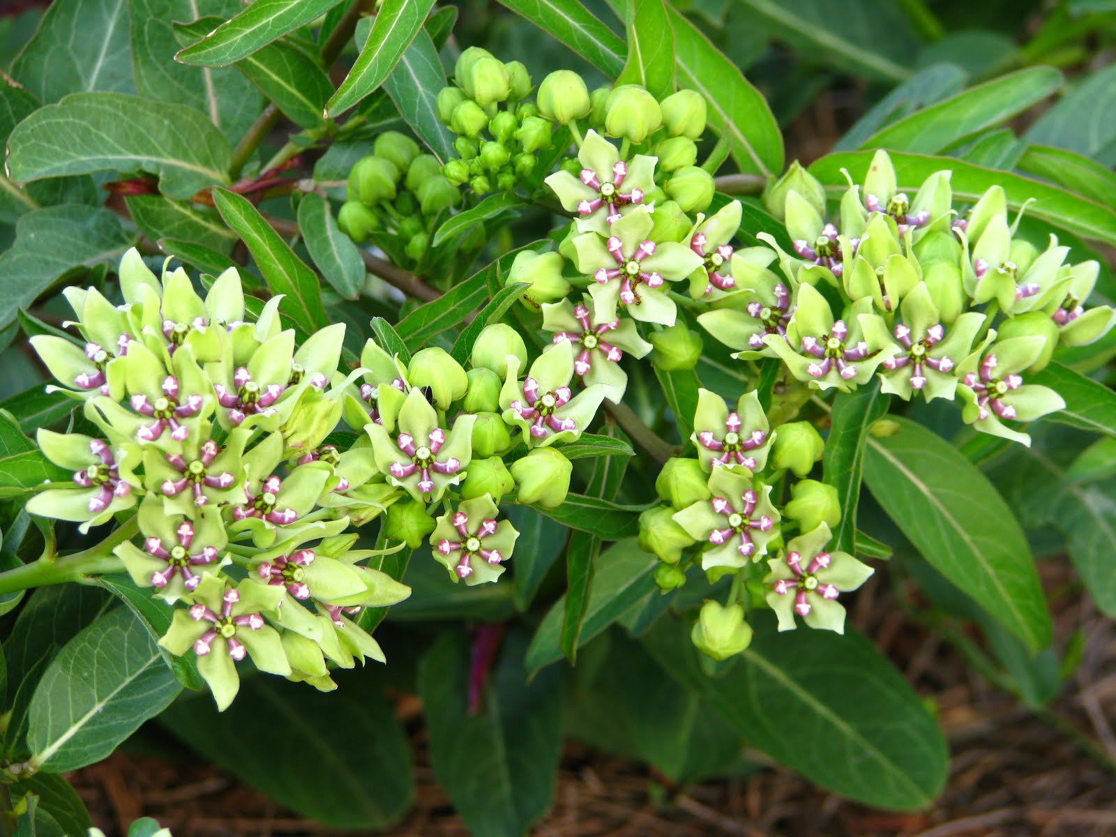 Plano Prairie Garden: Prairie Fireworks