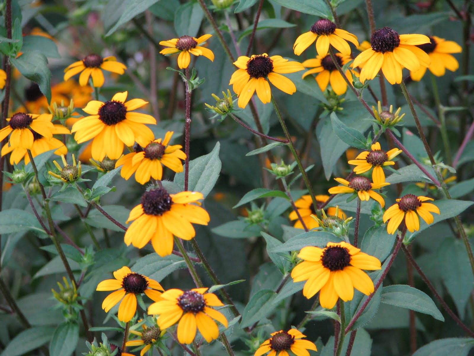 Plano Prairie Garden: Prairie Plant Profile #2 – Brown-eyed Susan