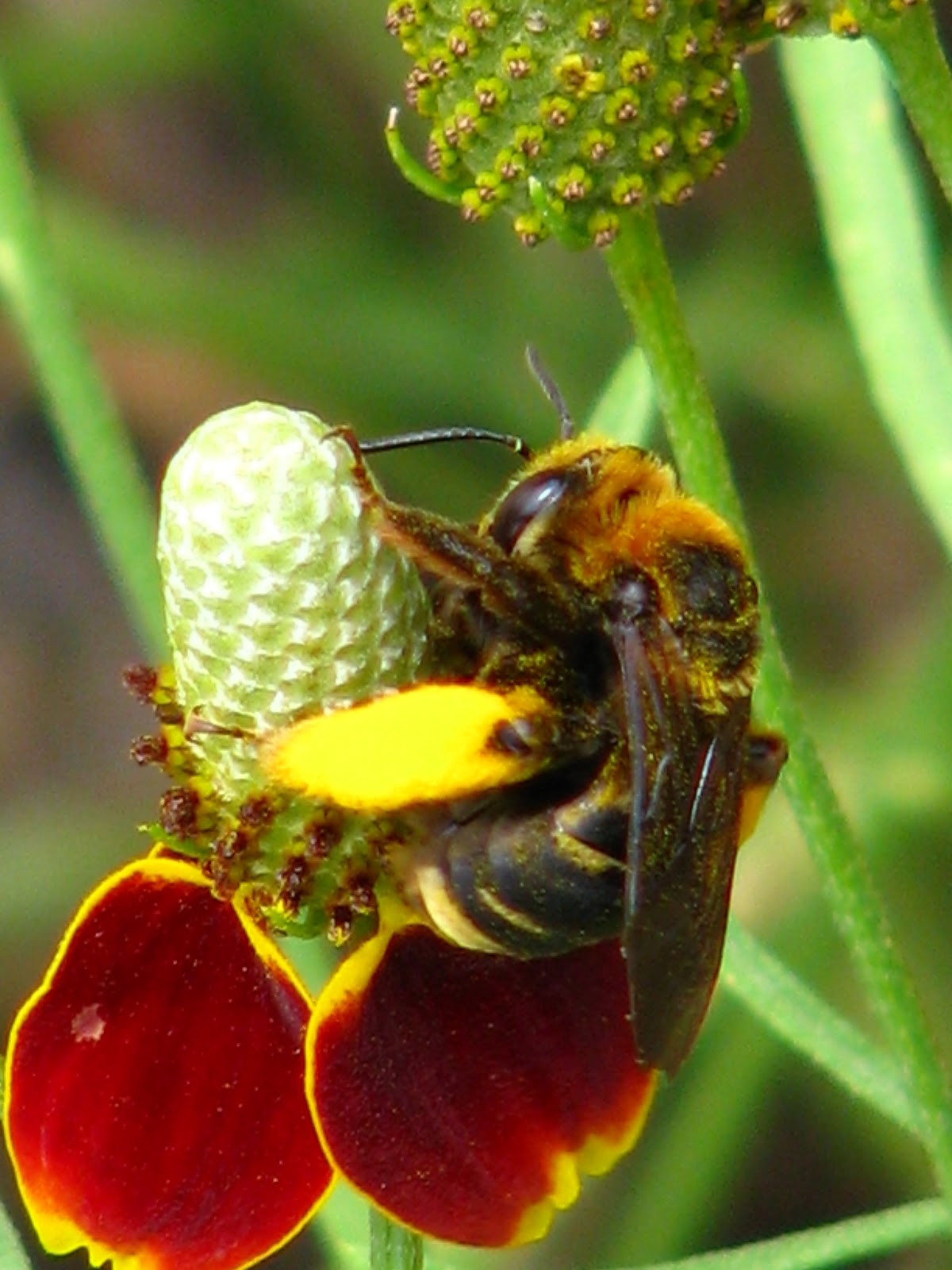 Plano Prairie Garden: Bees on the Prairie
