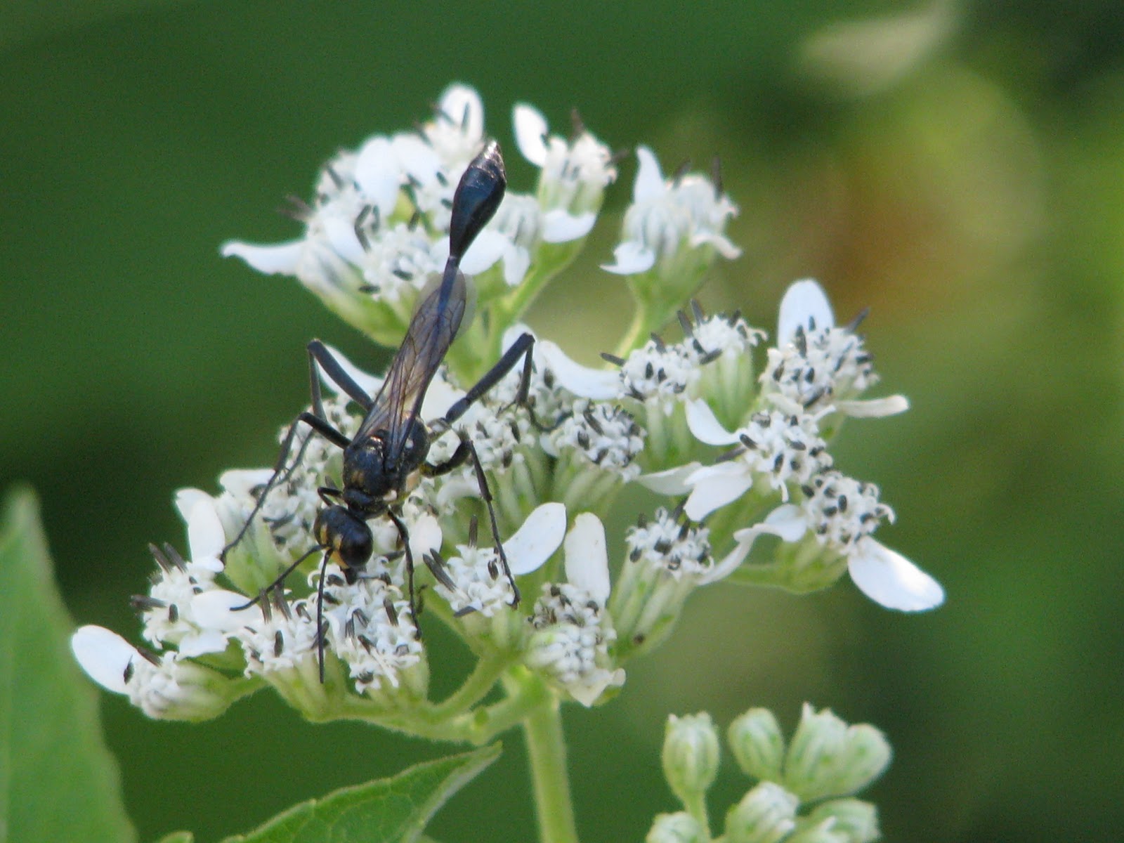 Plano Prairie Garden: Bees on the Prairie