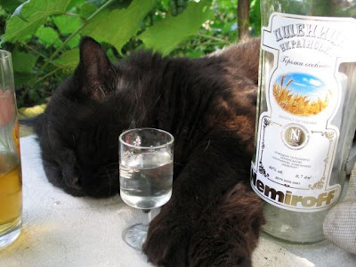 Alcohol and cats - 23 Pics | Curious, Funny Photos / Pictures