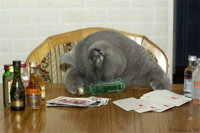 Alcohol and cats - 23 Pics | Curious, Funny Photos / Pictures