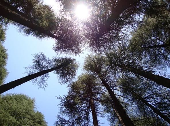 REIMAGINING INDIA: Himachal : Dalhousie and Kalatop