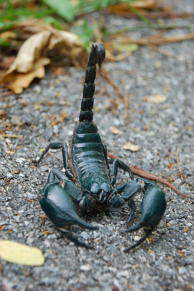 All Animals: Heterometrus Spinifer | Giant Forest Scorpion