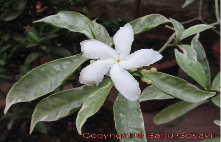 Ervatamia divaricata | Flowering Plants and Pictures