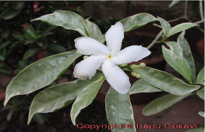 Ervatamia divaricata | Flowering Plants and Pictures