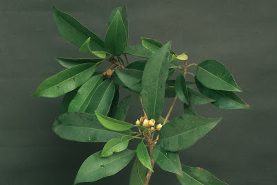 Mimusops elengi | Flowering Plants and Pictures