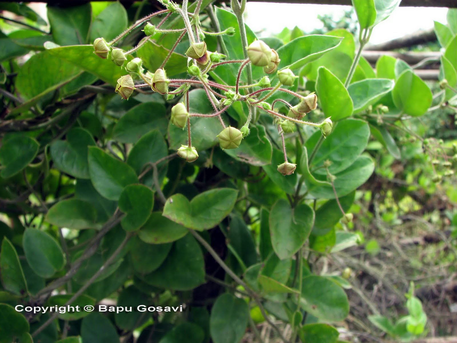 Tylophora asthamatica | Flowering Plants and Pictures