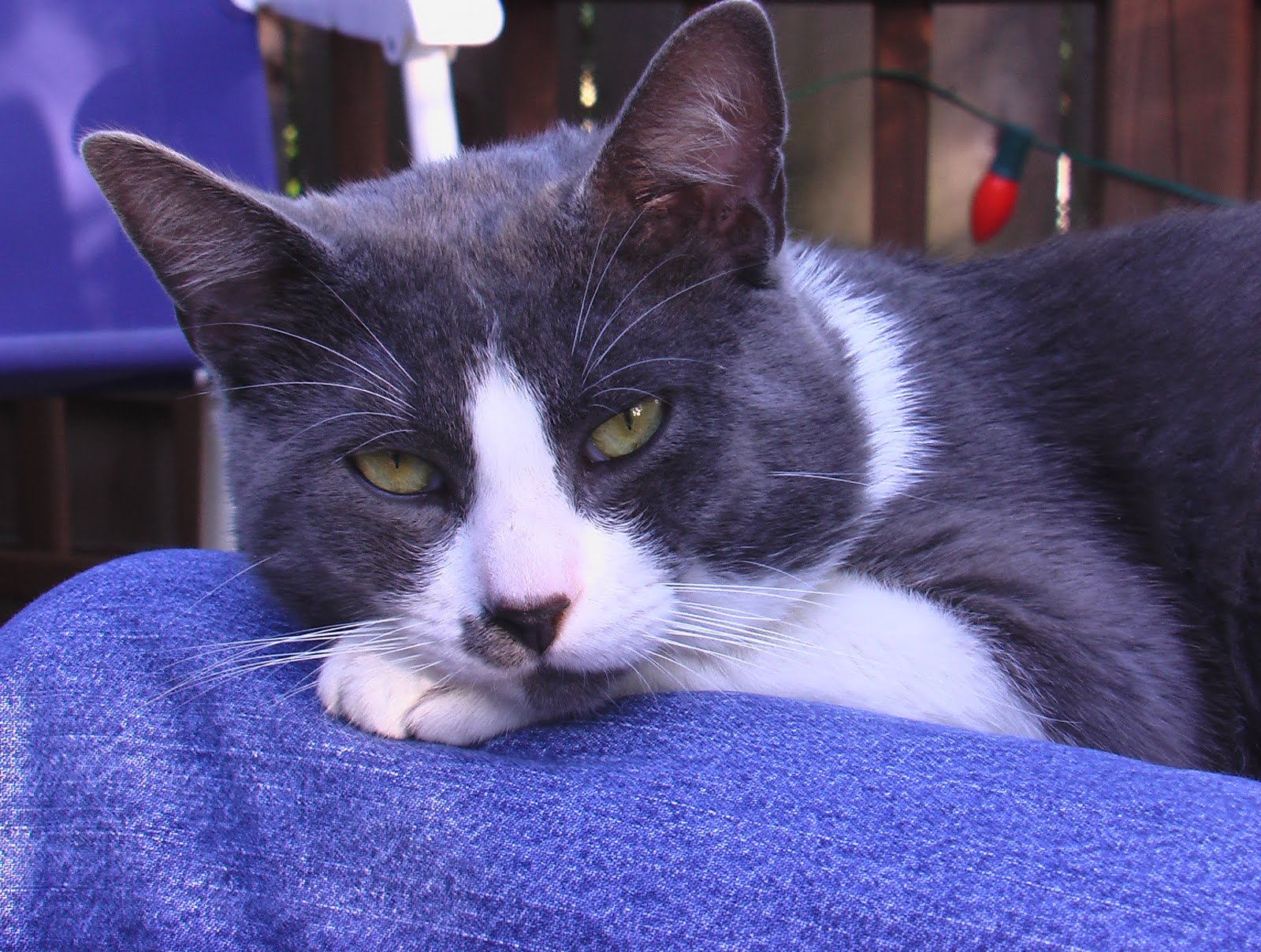 The Foodie Spot: RIP Bubby Kitty