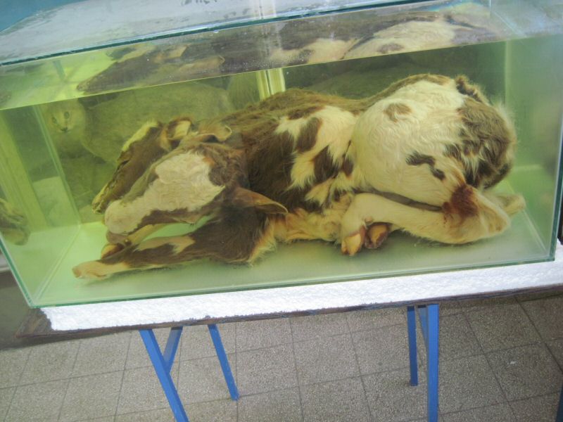 Allergic to Coleslaw: A Day in Haifa, Part IV: Gross Pickled Animals