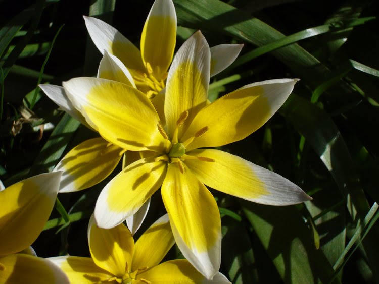 Occasional Toronto: May 2010