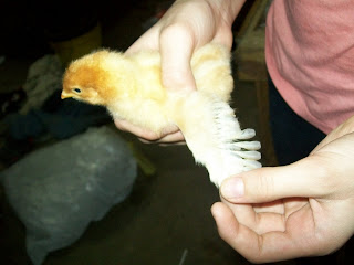The Happy Homeschool Mom: One Week Old Chickens!