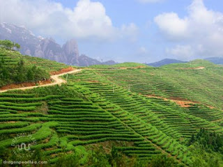 Natural views in Nepal: tea states
