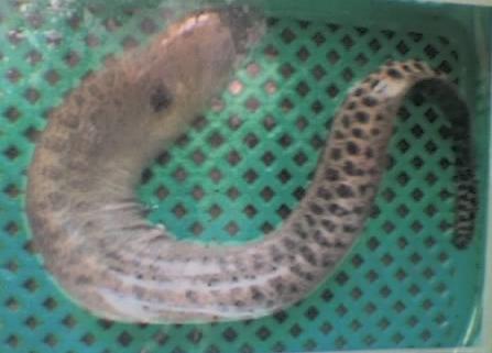 Philippine Food Illustrated: igat