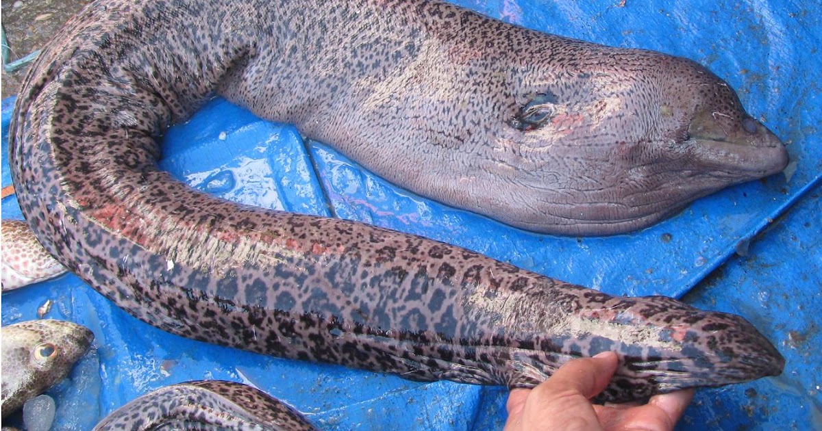 Philippine Food Illustrated: igat