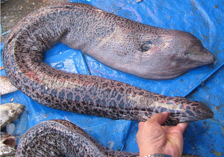 Philippine Food Illustrated: sea fish