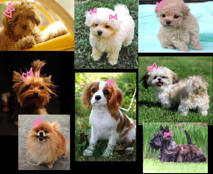 Boopalicious.: Pampered pooches
