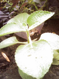 mY iNvEsTiGaToRy PrOjEcT