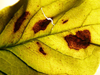 Lady Greenthumb's garden: Magnolia disease