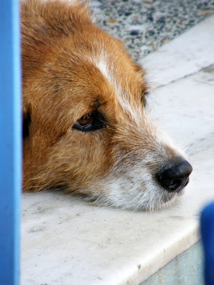 Lady Greenthumb's garden: Travelogue: Quest for Ithaka