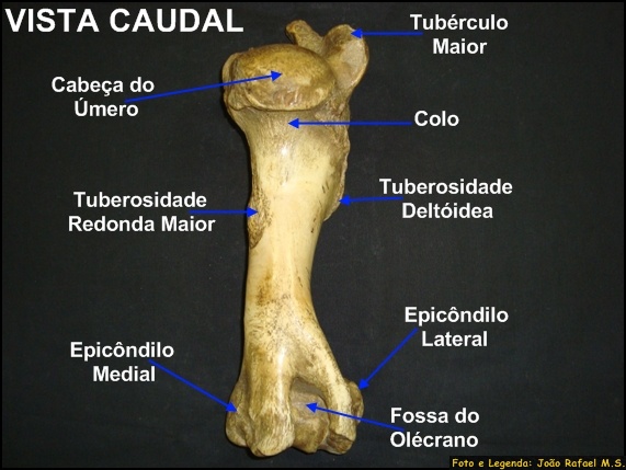 BOVINOS: OSTEOLOGIA