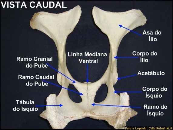 BOVINOS: OSTEOLOGIA