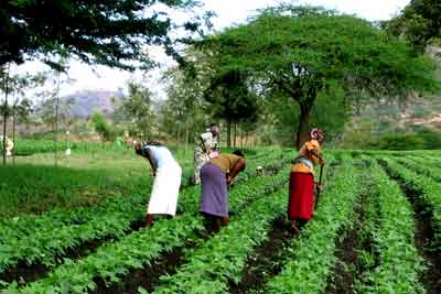 The Wakenhuts' Journey to Kenya Africa: THE MIRACLE OF THE BEAN SEED