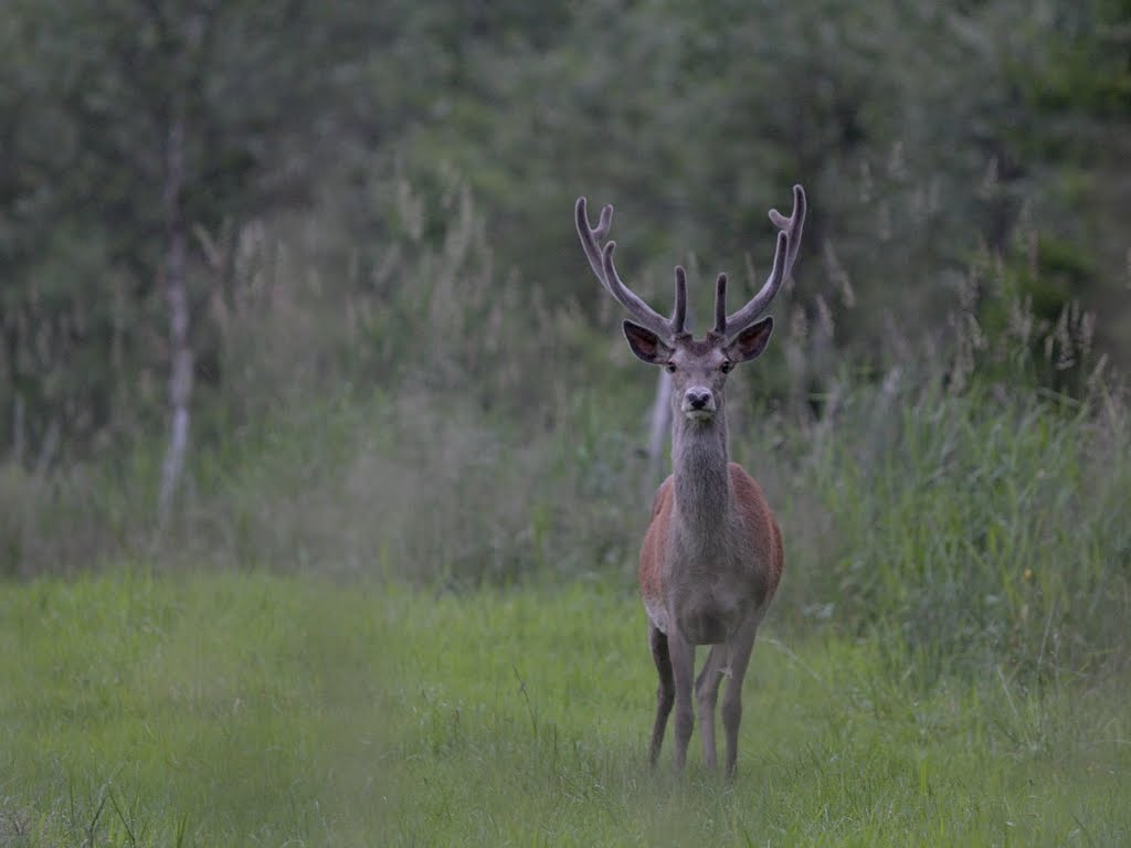 Omdahl naturfoto.: Cervus elaphus atlanticus eller Hjort om du vil
